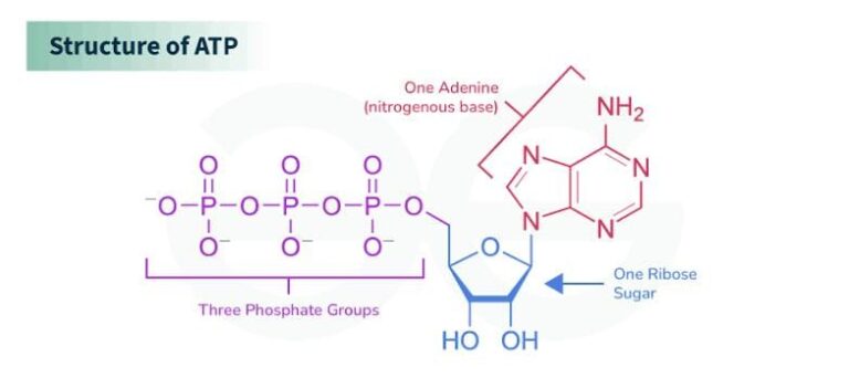 Sketch the structure of ATP. - Free Student Notes