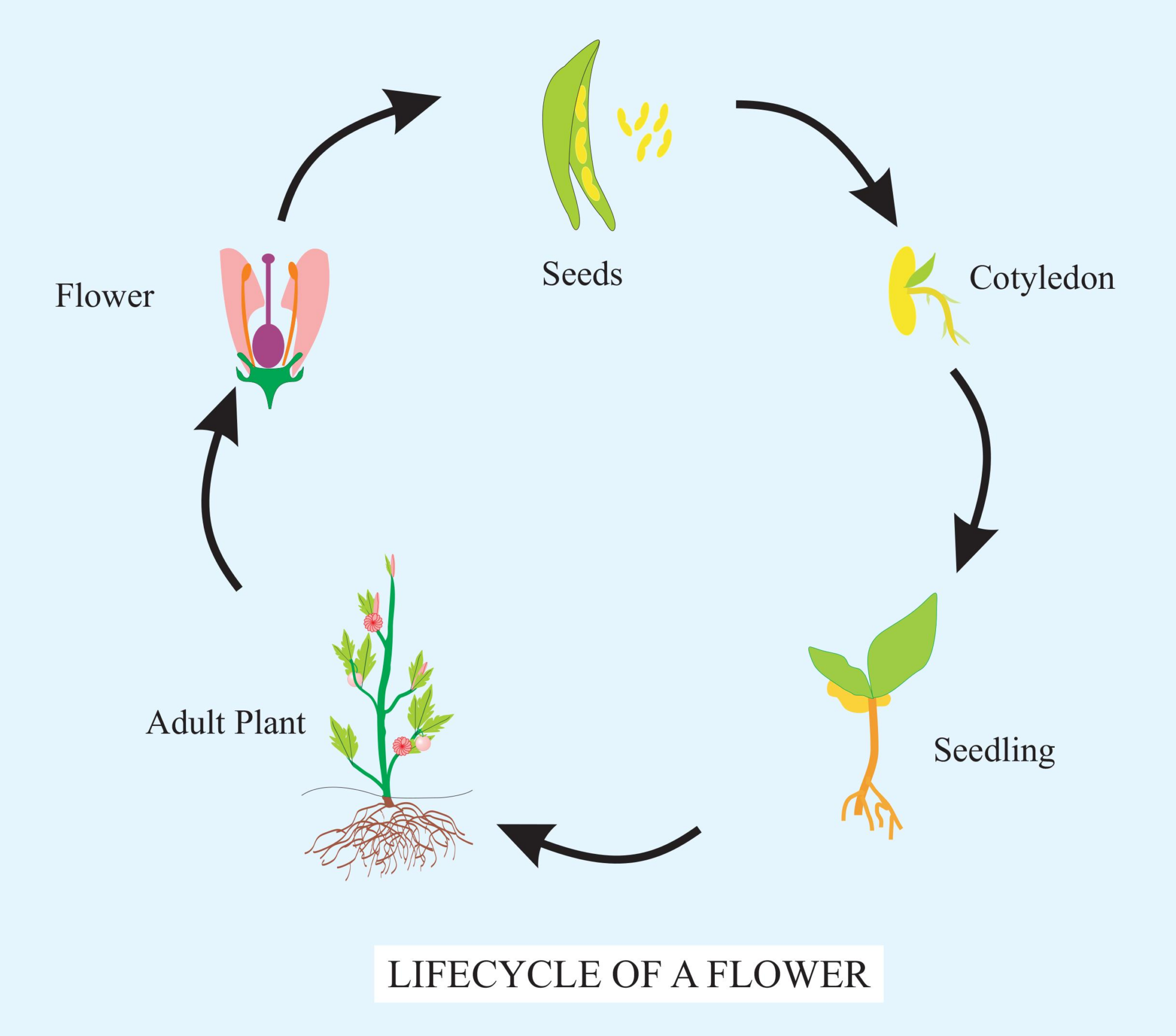 Explain the life cycle of a flowering plant with the help of a labeled ...