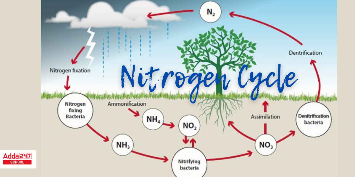 Explain nitrogen cycle with a diagram? - Free Student Notes
