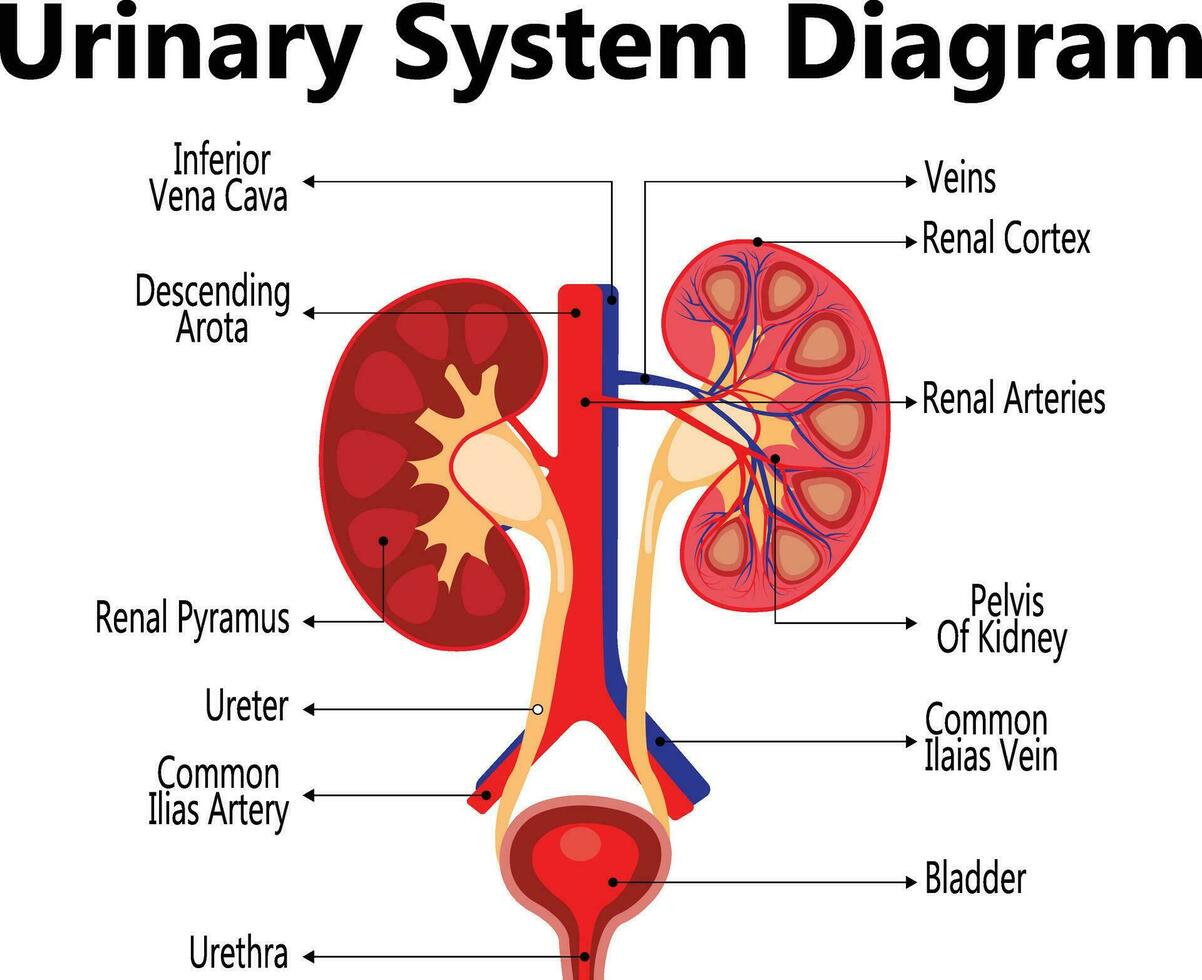 Describe the human urinary system. - Free Student Notes